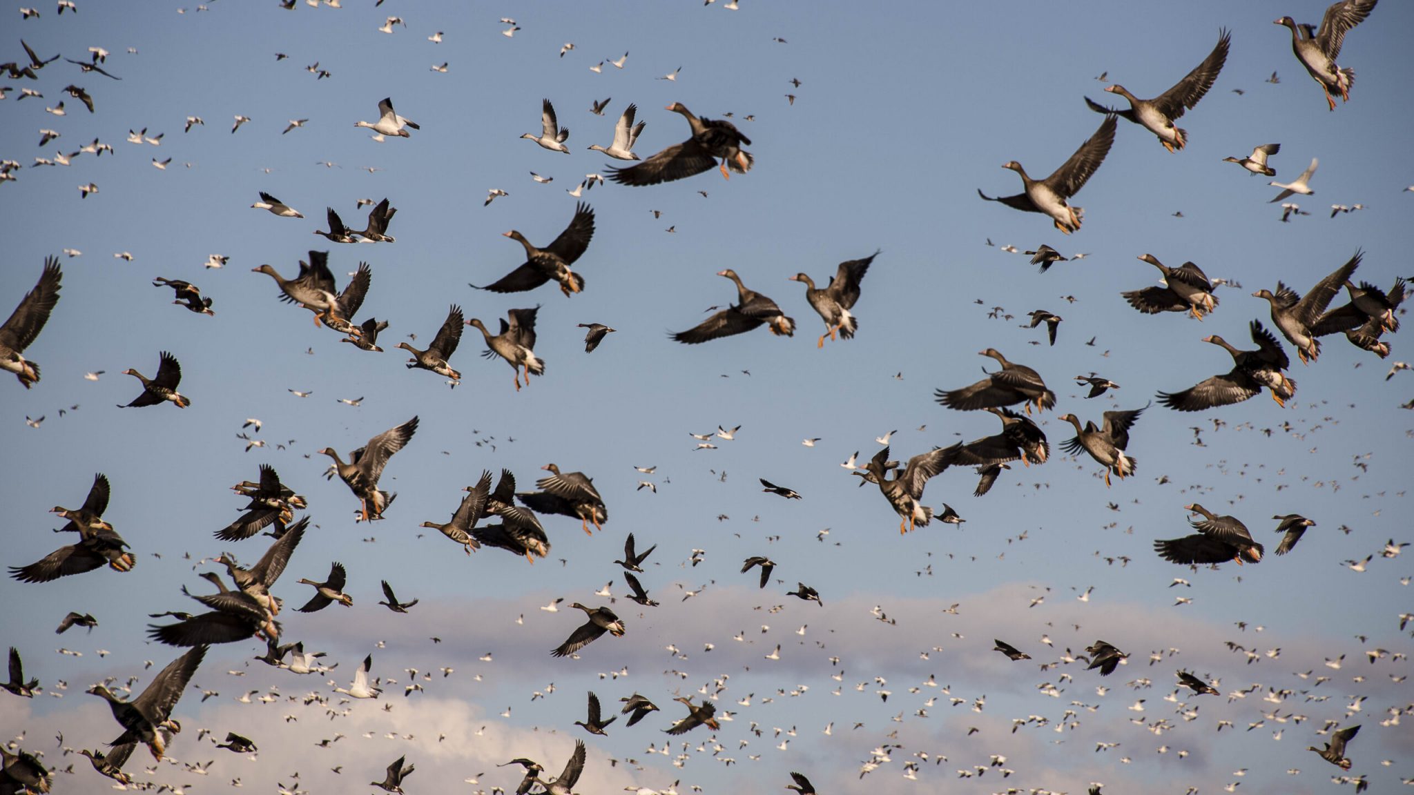 Bird Return Program – River Garden Farms